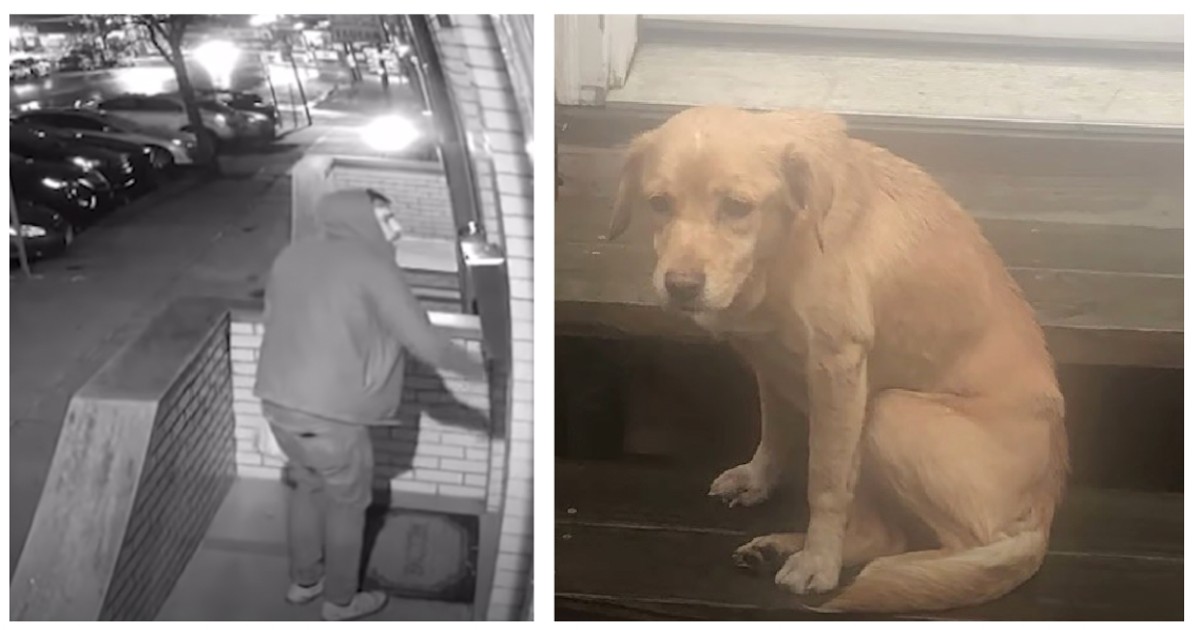 Couple awaken & find dog they’ve never seen before in living room ...