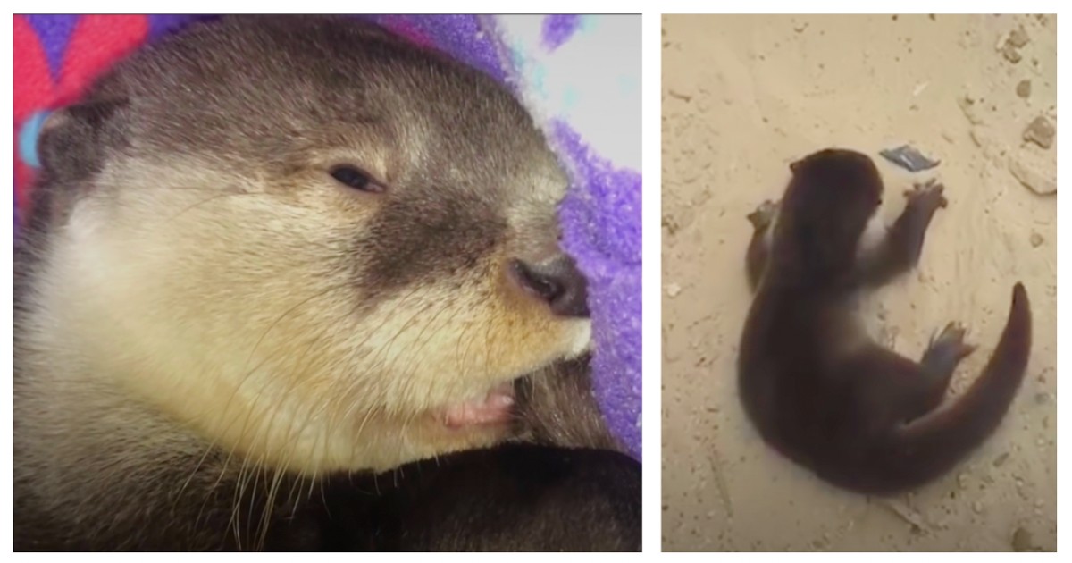 Orphaned baby otter follows kids to their home to seek help