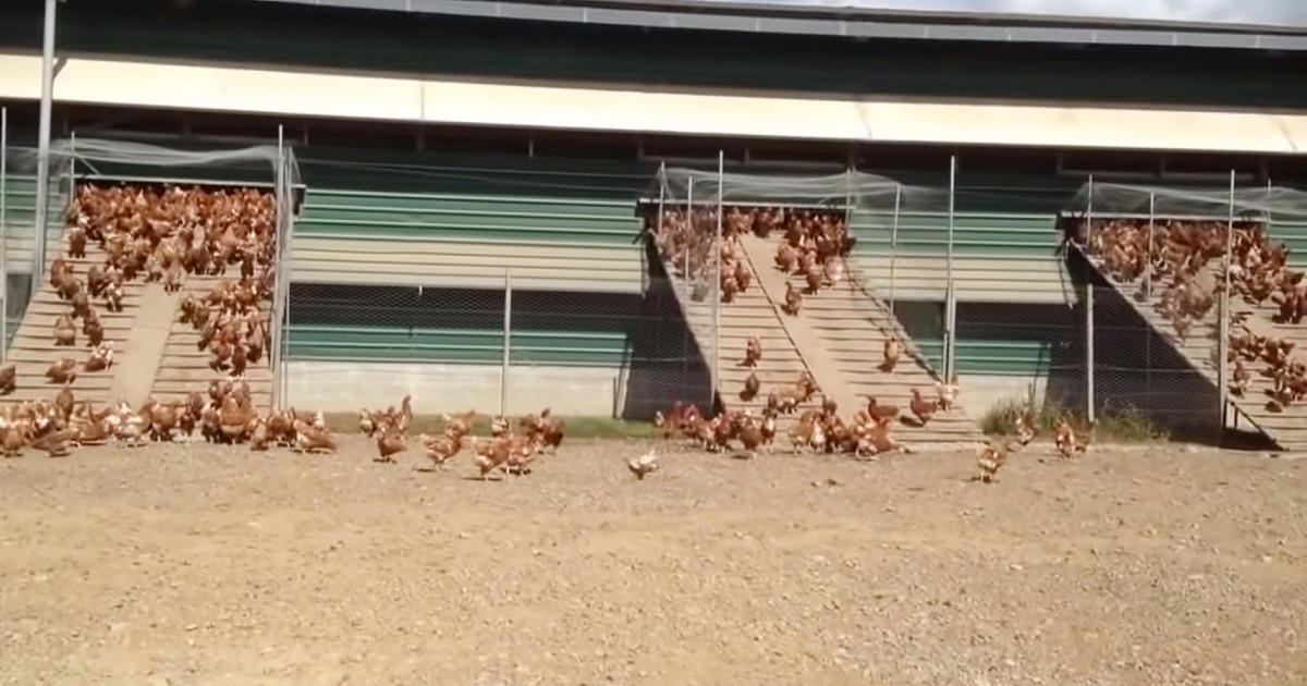 Farmer records his free-range chickens running out of barn