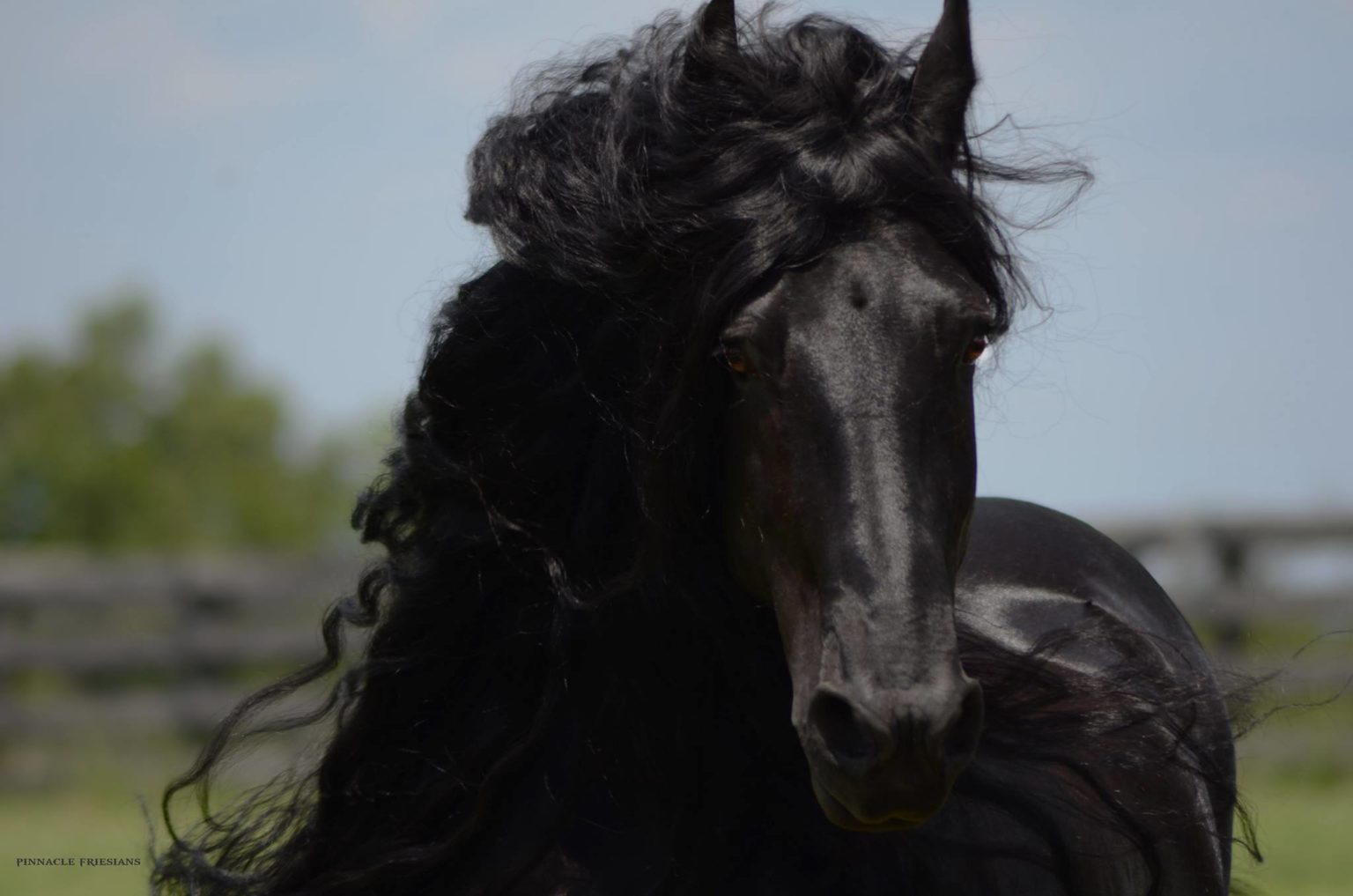 Horse named Frederik the Great is declared most handsome in world