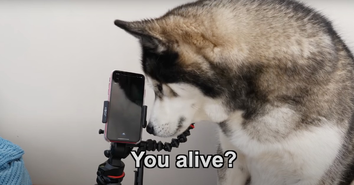 Owner laughs when Siri understands her husky’s ‘hello’