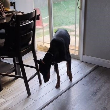 Dog’s over-the-top denial of knocking over Mom’s plant goes viral