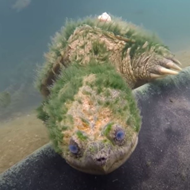 Scuba diver comes across ancient-looking sea turtle and the footage is ...
