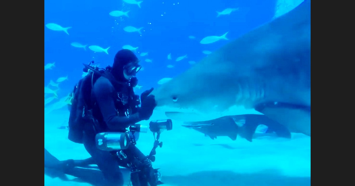 Wild shark sees human best friend after being separated for year