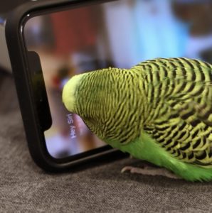 Parakeet activates Siri on owner’s phone and they most hilarious ...