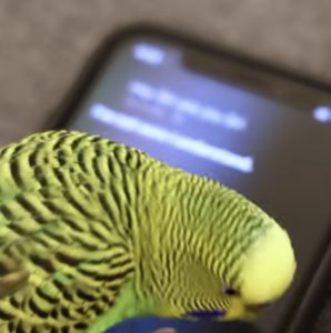 Parakeet activates Siri on owner’s phone and they most hilarious ...