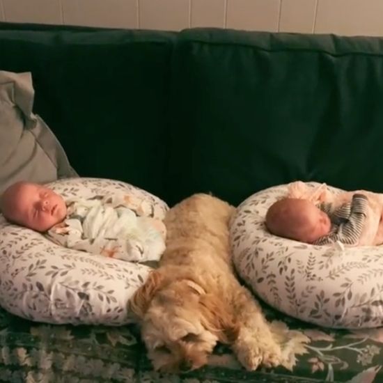 Dog checks up on two-month-old triplets to make sure they’re safe then ...