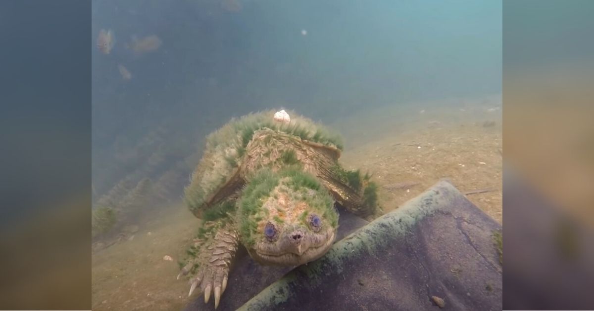 Scuba diver comes across ancient-looking sea turtle and the footage is ...