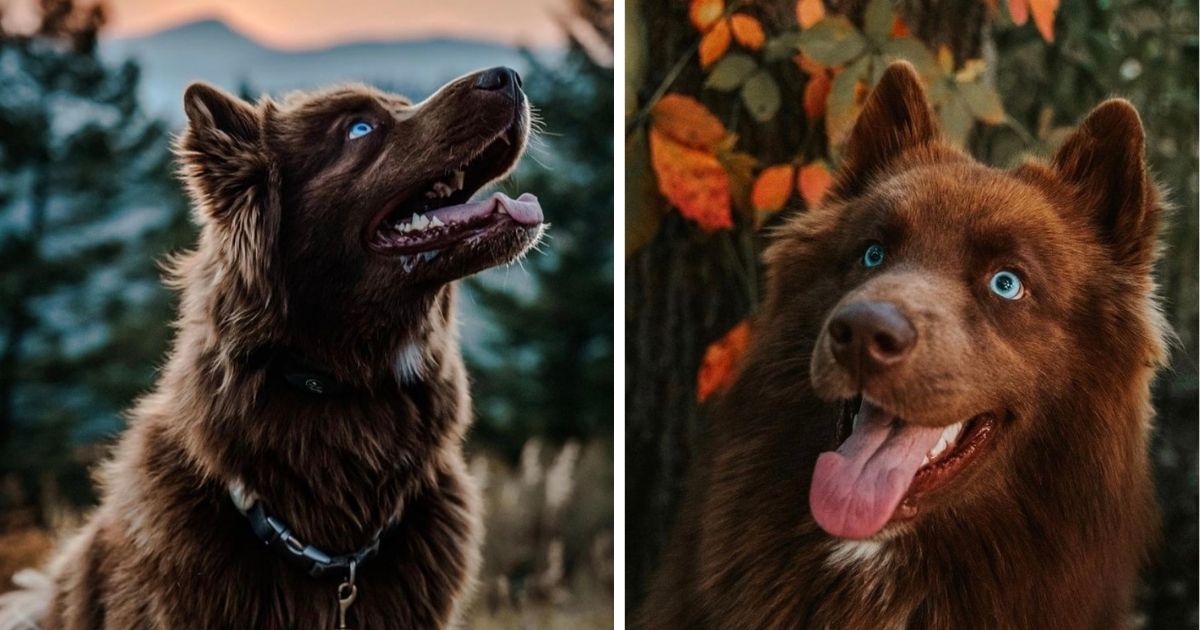 Rare brown Siberian Husky is one of the most unique dogs on Instagram
