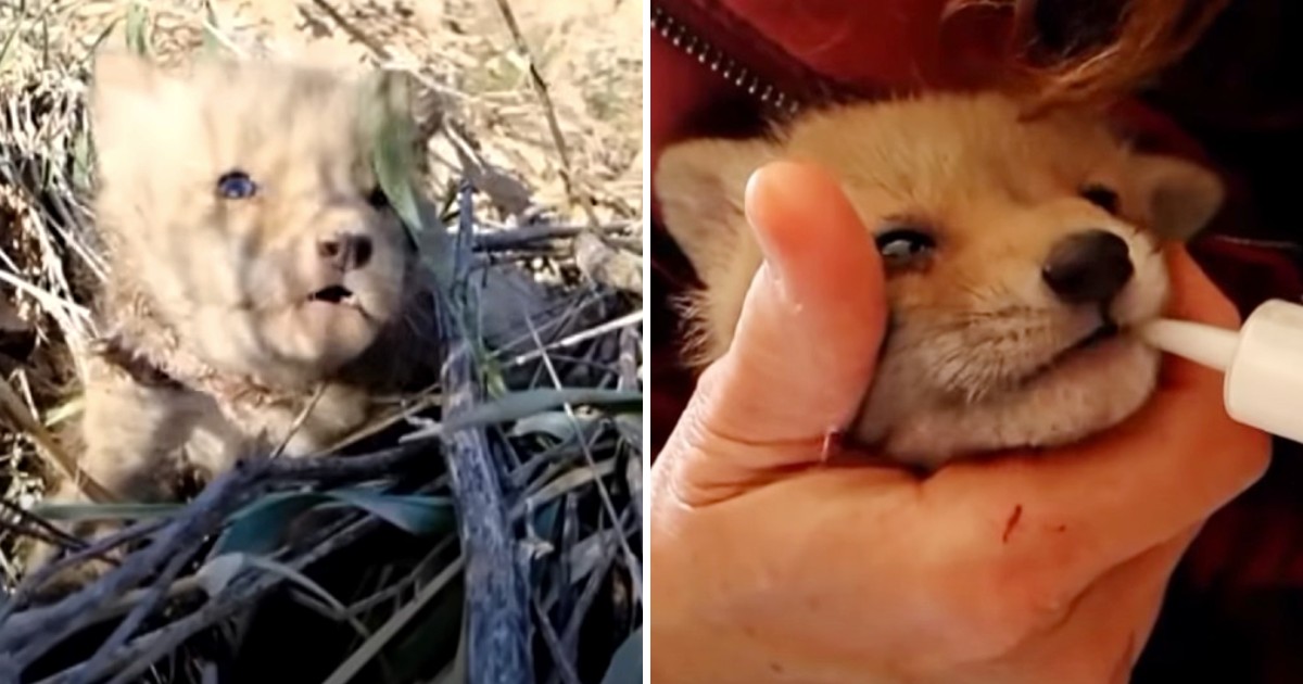 Vet finds tiniest sick and abandoned fox and jumps to save her