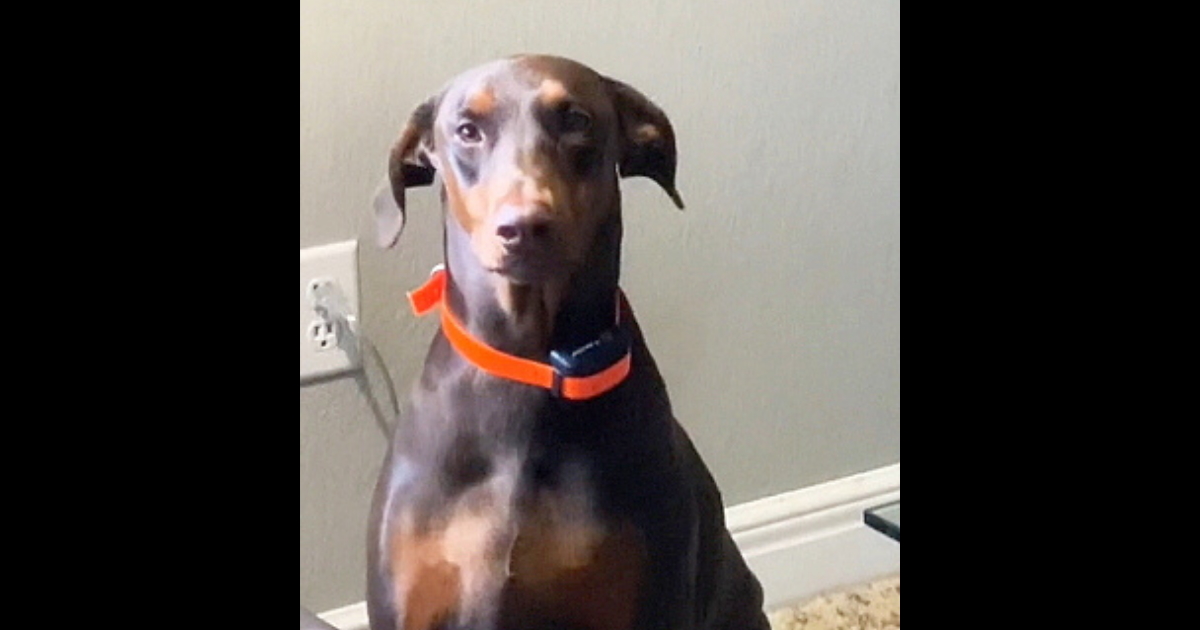 Dog’s over-the-top denial of knocking over Mom’s plant goes viral