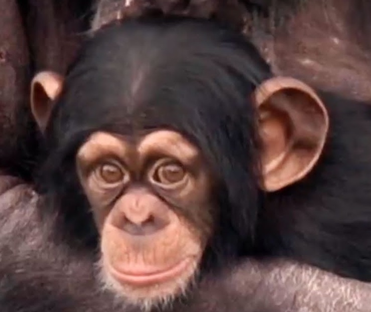 Lab chimps who spent entire life in cage get first-ever taste of freedom