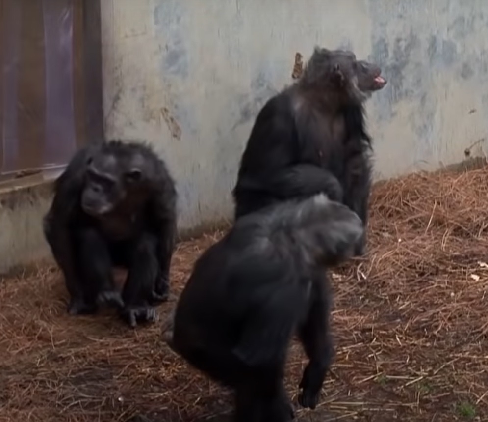 Lab chimps who spent entire life in cage get first-ever taste of freedom