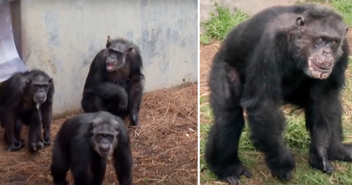Lab chimps who spent entire life in cage get first-ever taste of freedom