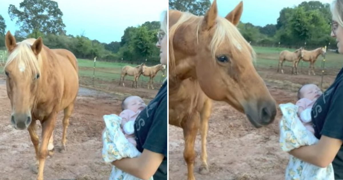Horse melts hearts meeting newborn for the first time