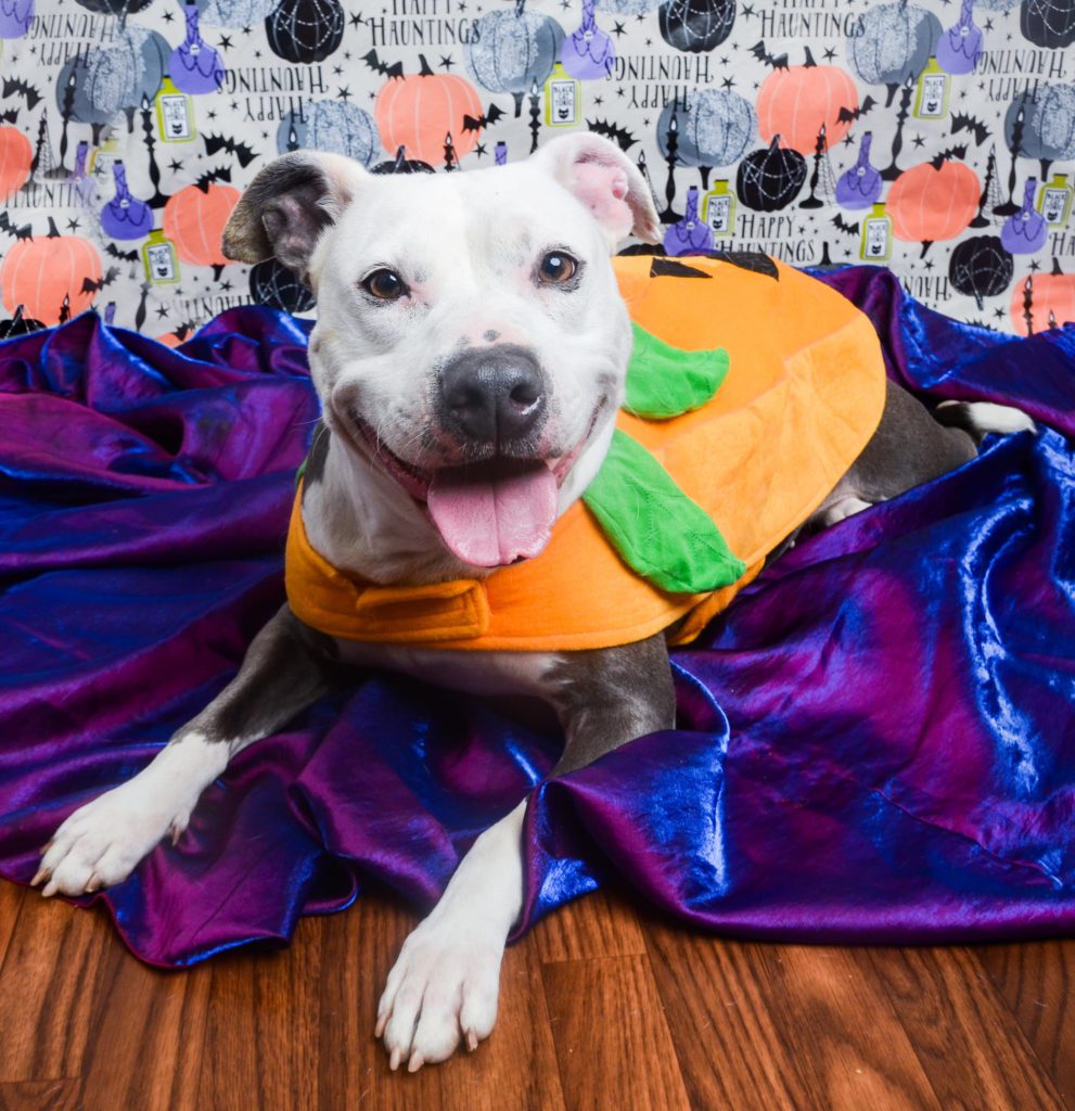 Starving dog abandoned outside shelter with note around neck