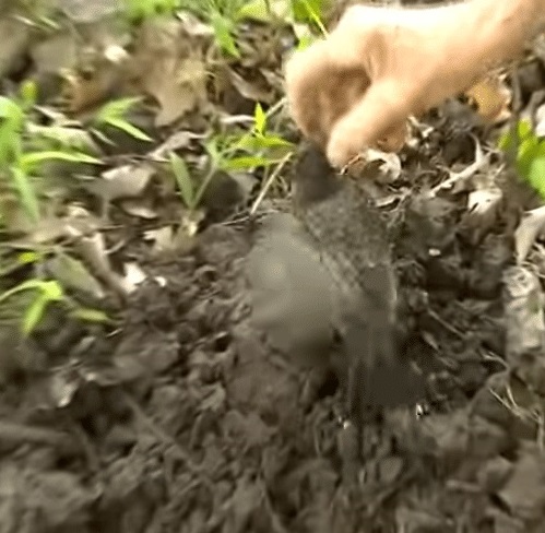 Gardener has an adorable conversation with a baby robin