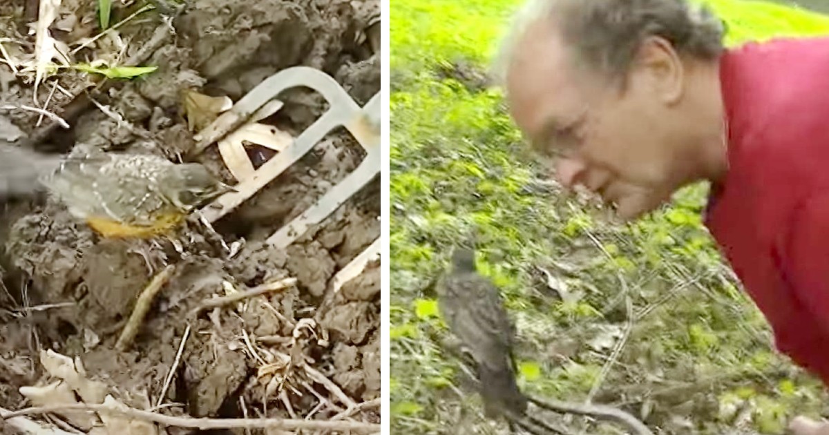 Gardener has an adorable conversation with a baby robin