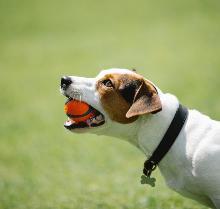 Vet shows what to do if your dog is choking