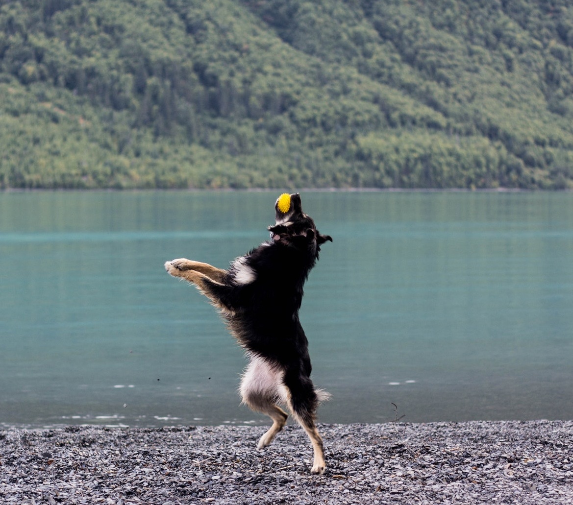 Vet shows what to do if your dog is choking