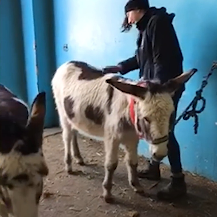 Abandoned baby donkey cries for days until he finds new mom