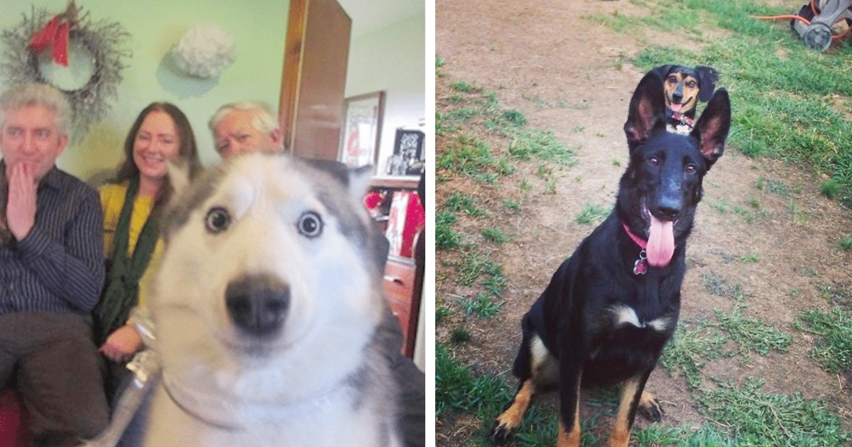 66 funny dogs who photobombed at the perfect moment