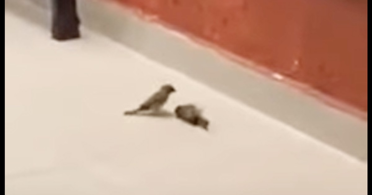 Bird attempts to help his injured friend fly away