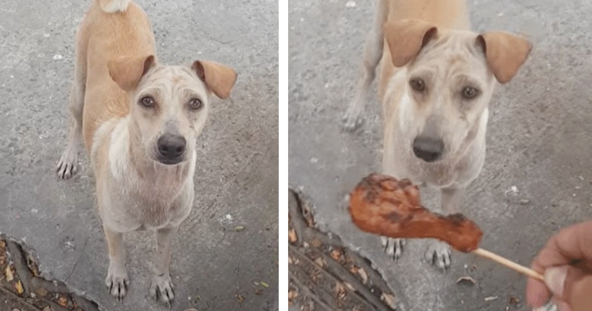 Stray dog begs for food to feed her puppies