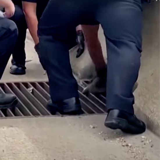 Officers approach kitten stranded alongside busy highway and make it ...