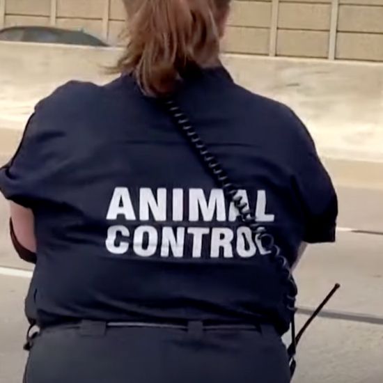 Officers approach kitten stranded alongside busy highway and make it ...