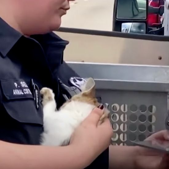 Officers approach kitten stranded alongside busy highway and make it ...