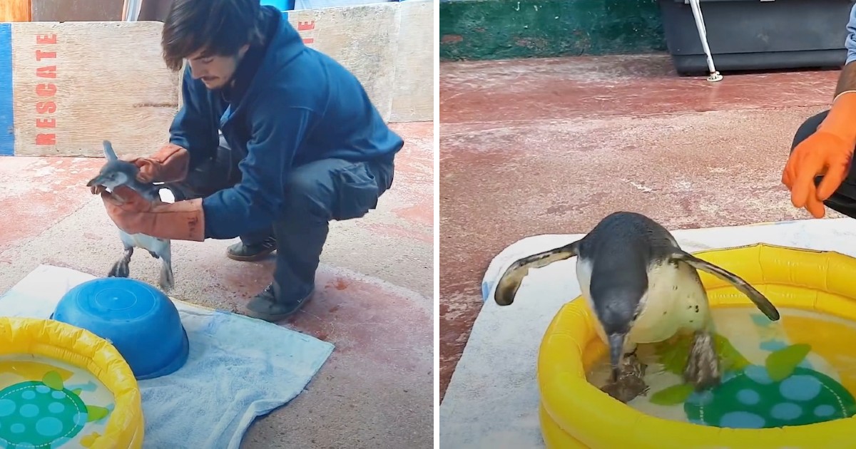 Kind man helps orphaned baby penguin overcome her fear of water