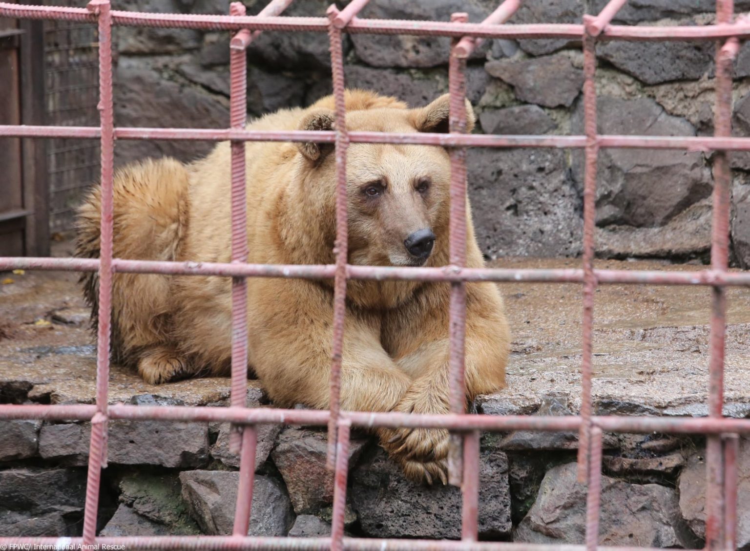 Bears who spent 10 years almost drowning in a tiny cage finally take ...