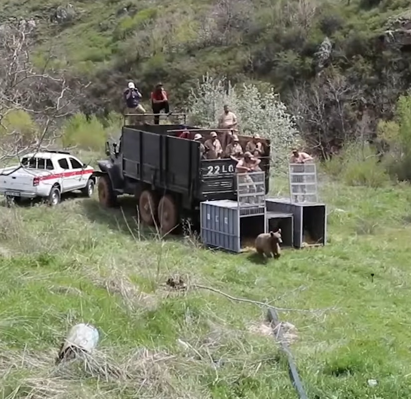 Bears who spent 10 years almost drowning in a tiny cage finally take ...
