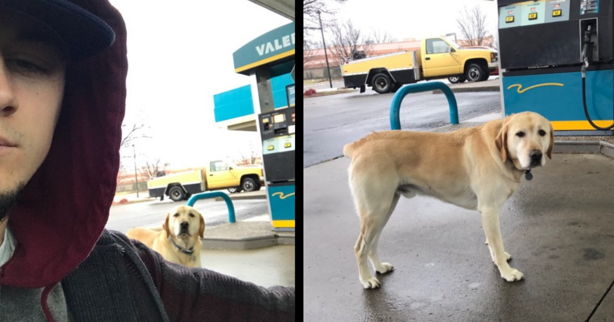 Teen notices lost dog while pumping gas then spots a message on his collar