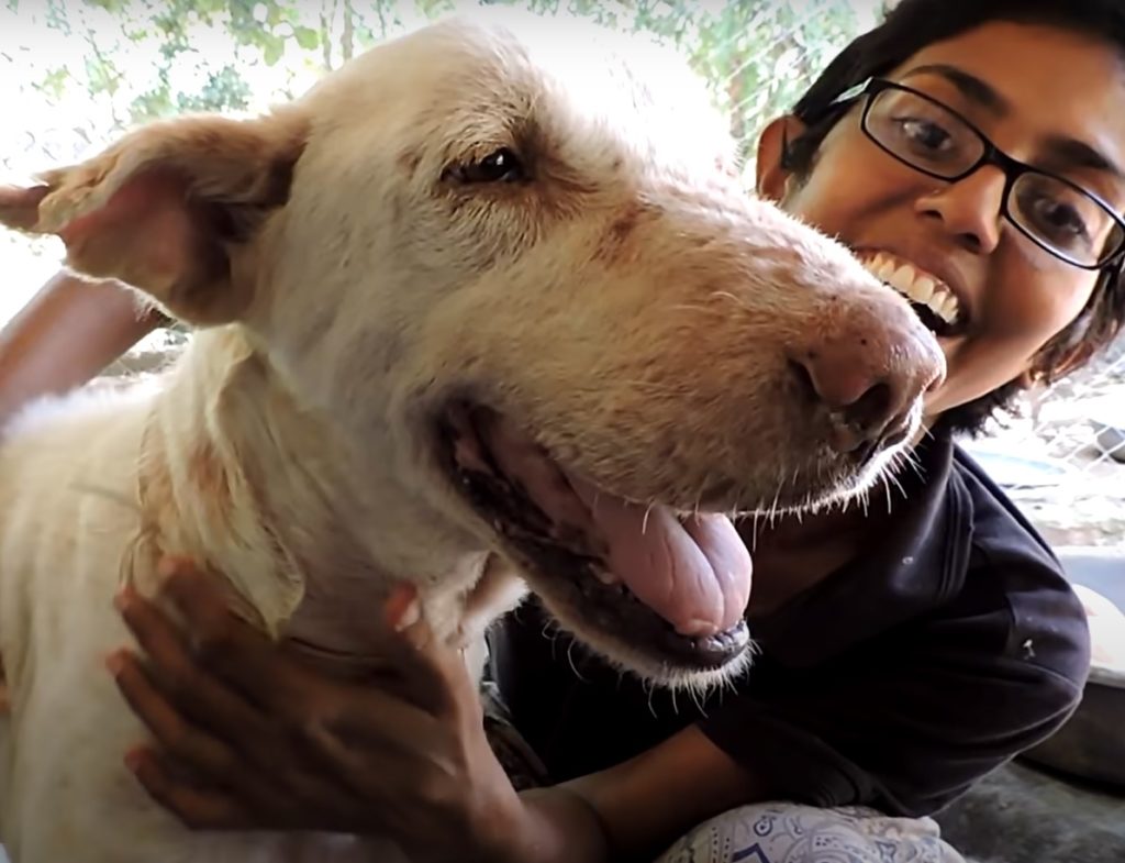 Sick stray dog with bad case of mange gets rescued