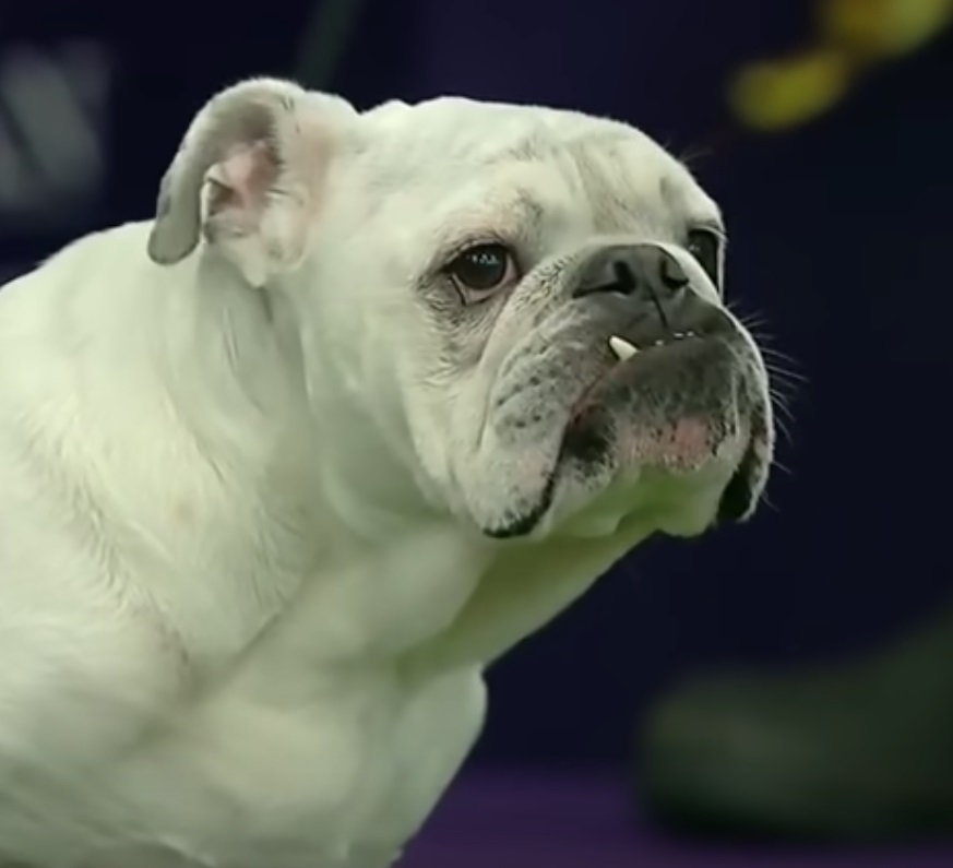 Bulldog proves he’s 1 in a million as he flies through agility course