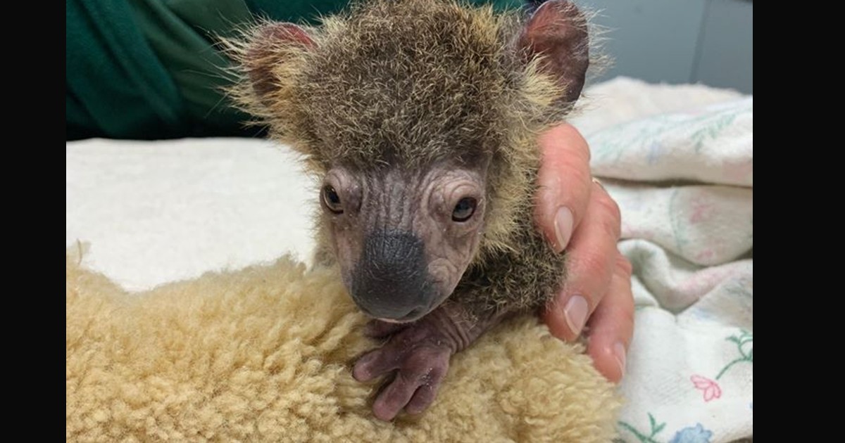 Baby koala separated from mother during bushfires is saved by hero dog