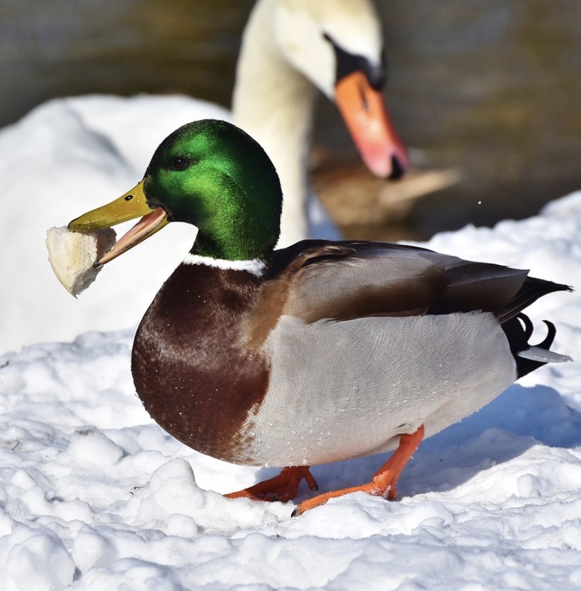 Wildlife organization is urging duck lovers to feed them peas instead ...