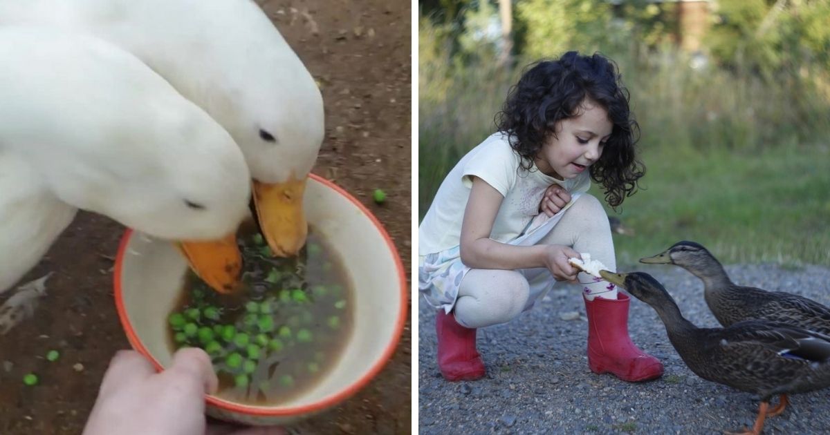 Wildlife organization is urging duck lovers to feed them peas instead ...