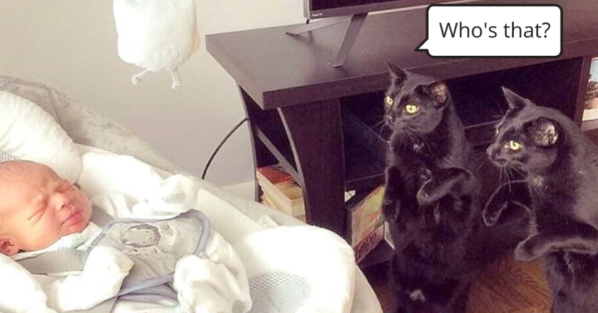 50 Fotos graciosas de gatos que te harán morir de risa