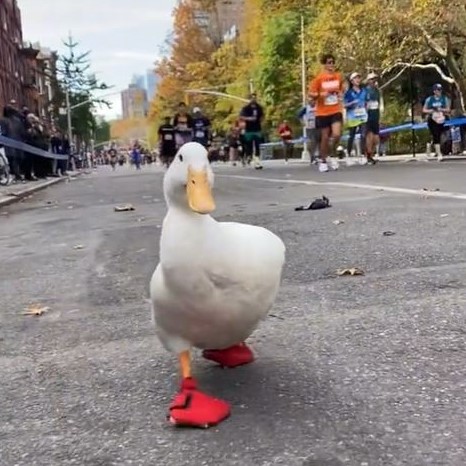 Duck runs NYC marathon with the best of them in the cutest little duck ...