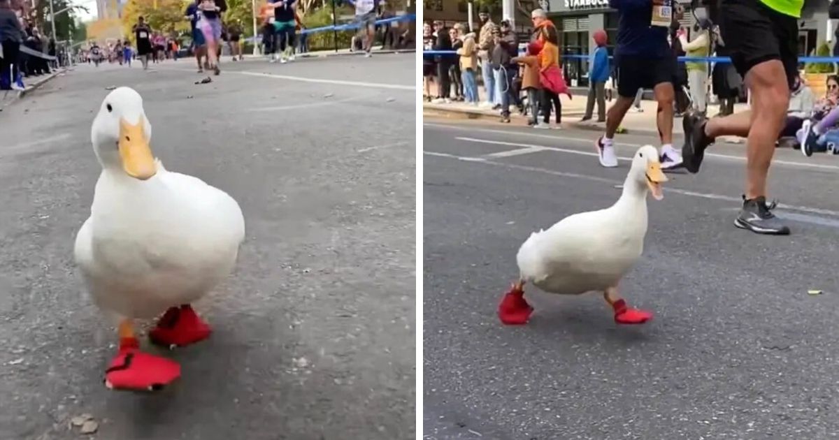 Duck runs NYC marathon with the best of them in the cutest little duck ...