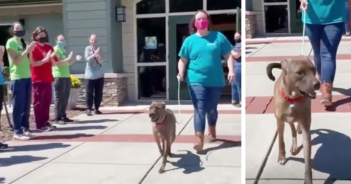 Shelter’s longest resident gets standing ovation when he’s finally adopted