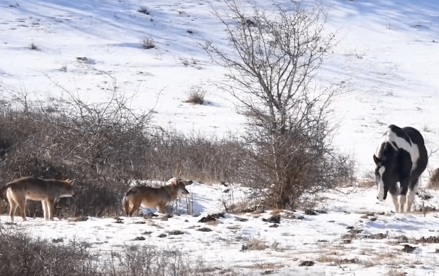 Brave horse ‘defends’ himself from pack of wolves