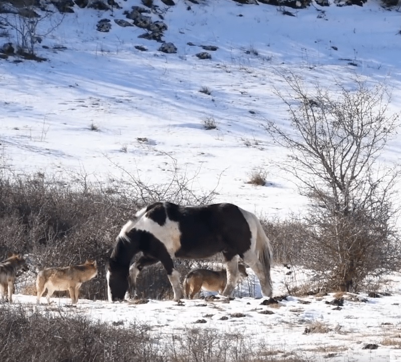 Brave horse ‘defends’ himself from pack of wolves
