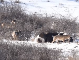 Brave horse ‘defends’ himself from pack of wolves