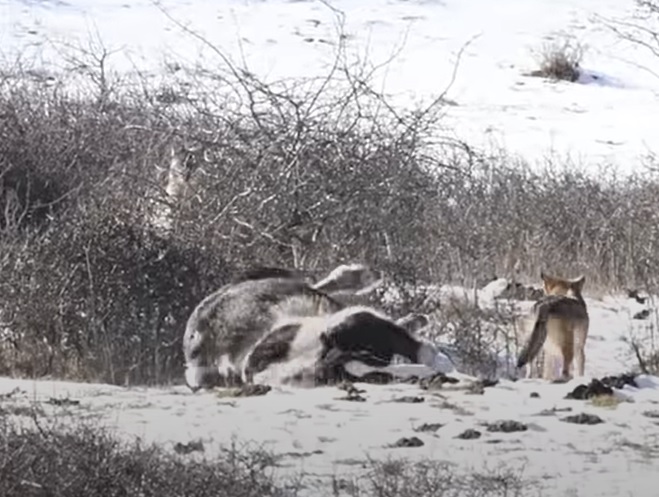 Brave horse ‘defends’ himself from pack of wolves