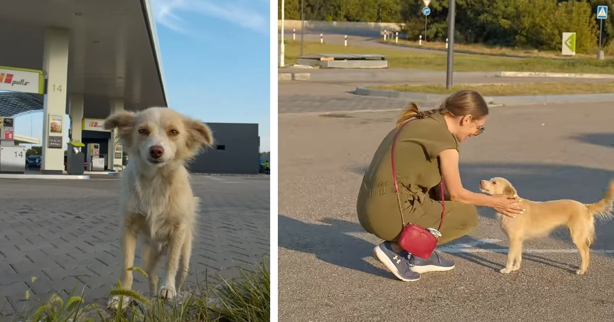 Small dog runs up to woman at gas station and asks to be saved
