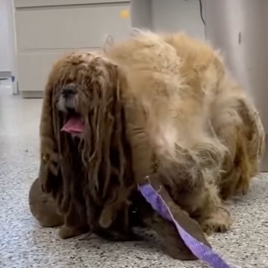 11-yr-old extremely matted dog gets remarkable transformation after ...
